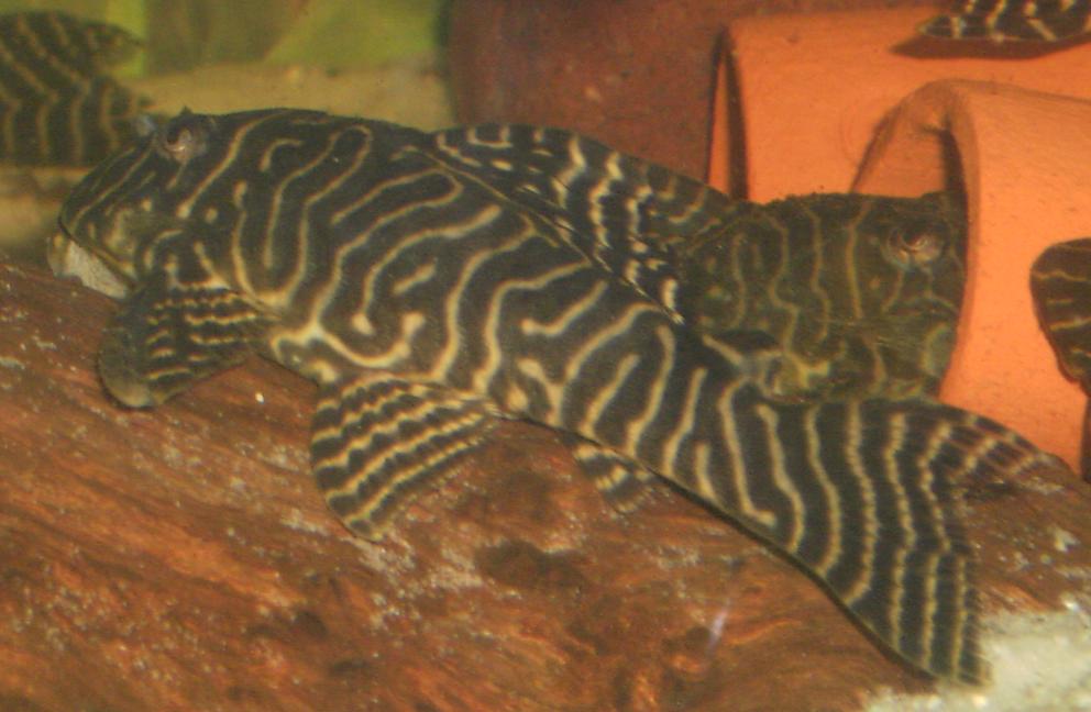 L-Welse.com Datenbank - Hypancistrus seideli "L 333" - Powered by ...