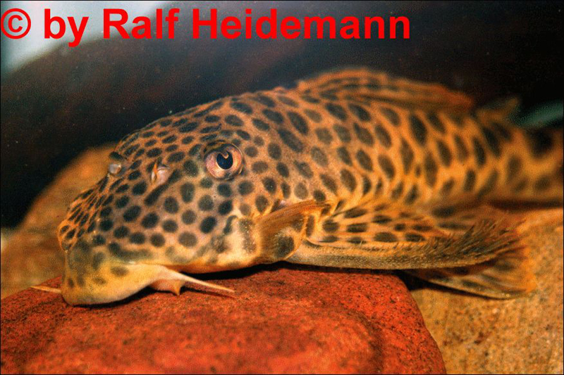 L-Welse.com Datenbank - Ancistomus feldbergae "L 12" - Powered by ...